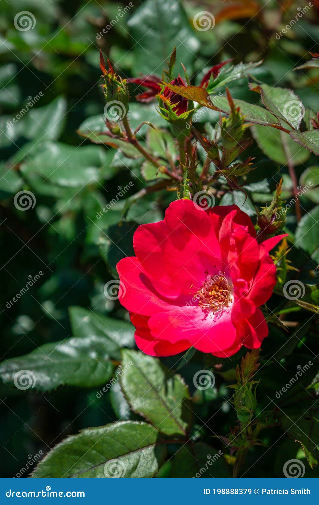 Red knockout rose bush stock image. Image of rosebuds - 198888379
