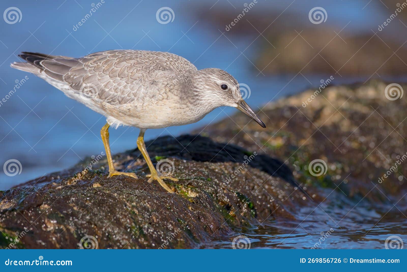 Red Knot - Calidris Canutus - on the Autumn Migration Way Stock Photo ...