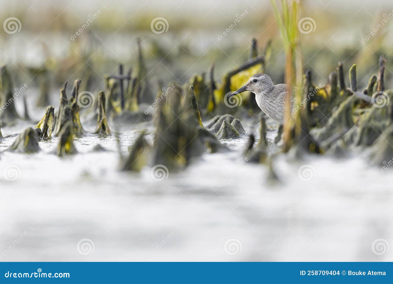 A Red Knot Foraging during Fall Migration on the Beach. Stock Photo ...