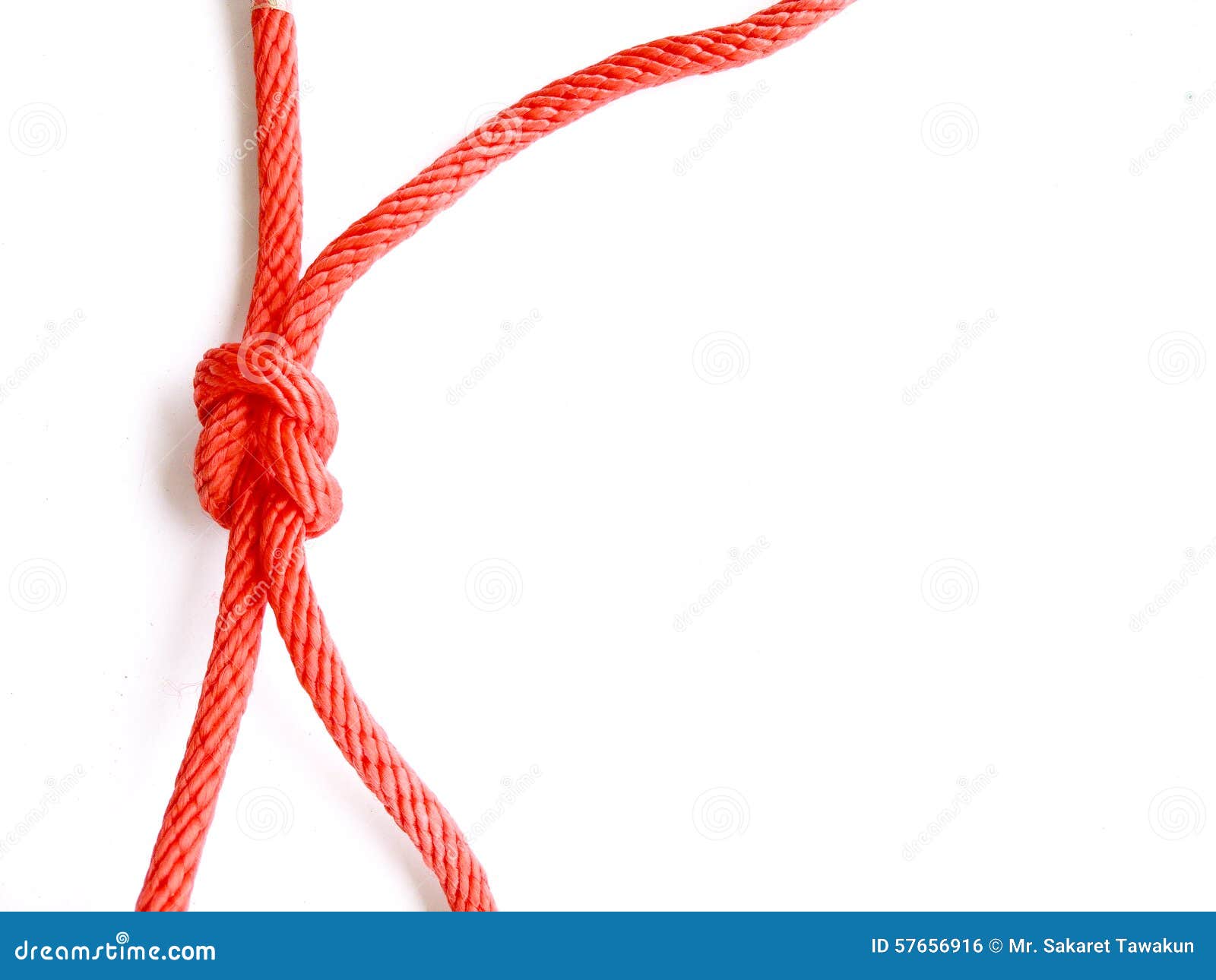 Red Knot stock photo. Image of anxiety, pressure, mistake - 57656916