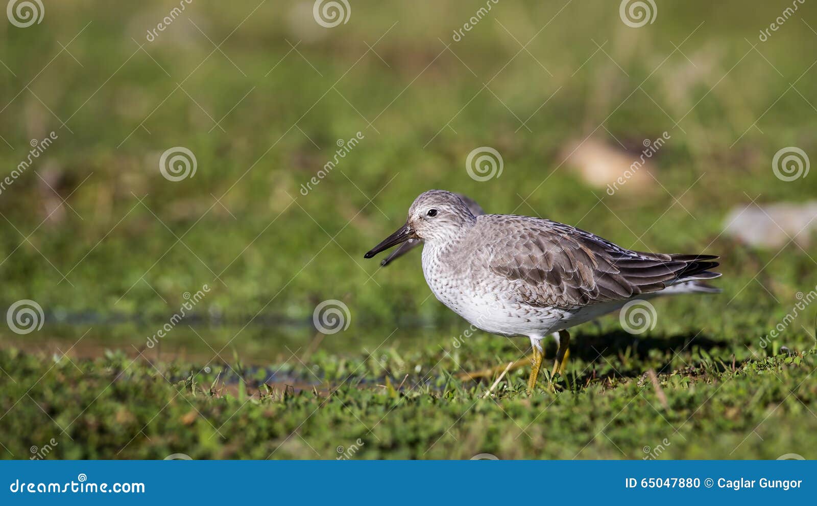 Red Knots stock photo. Image of bill, meadows, green - 65047880