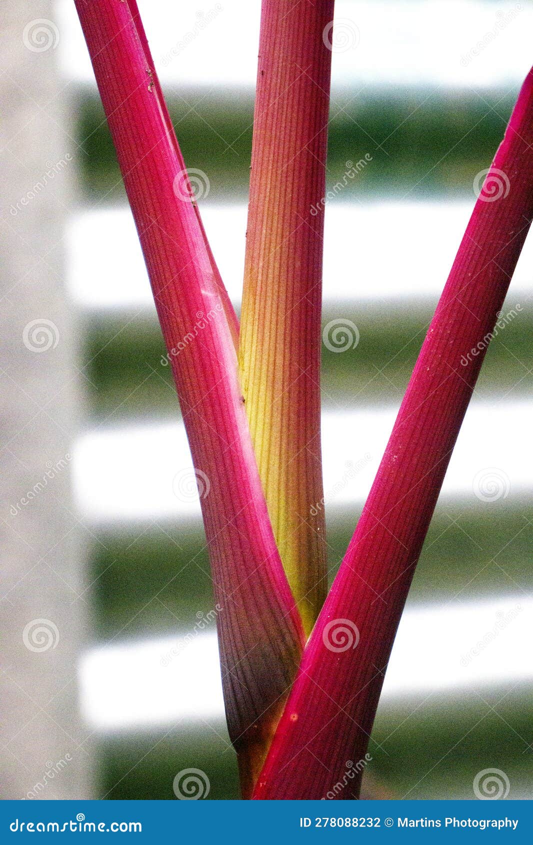 Red knur of tree stock photo. Image of blossom, background - 278088232