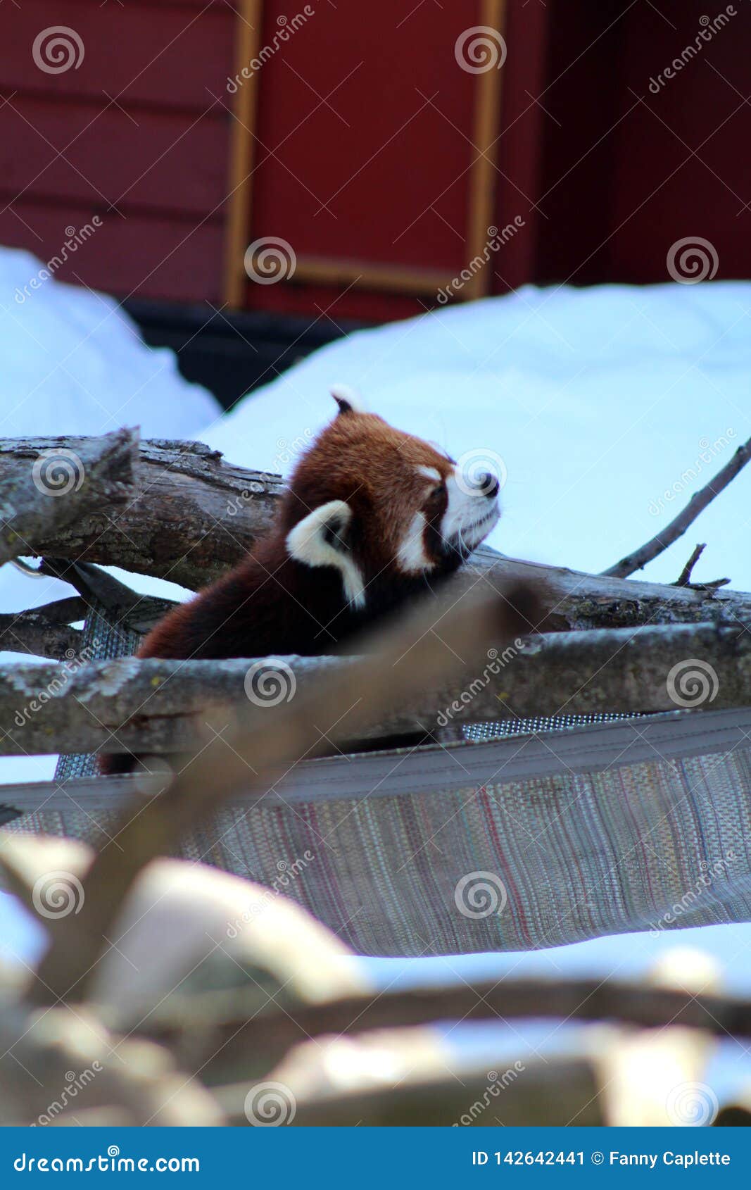 Red Koala in Winter Landscape Stock Image - Image of relax, redkoala ...