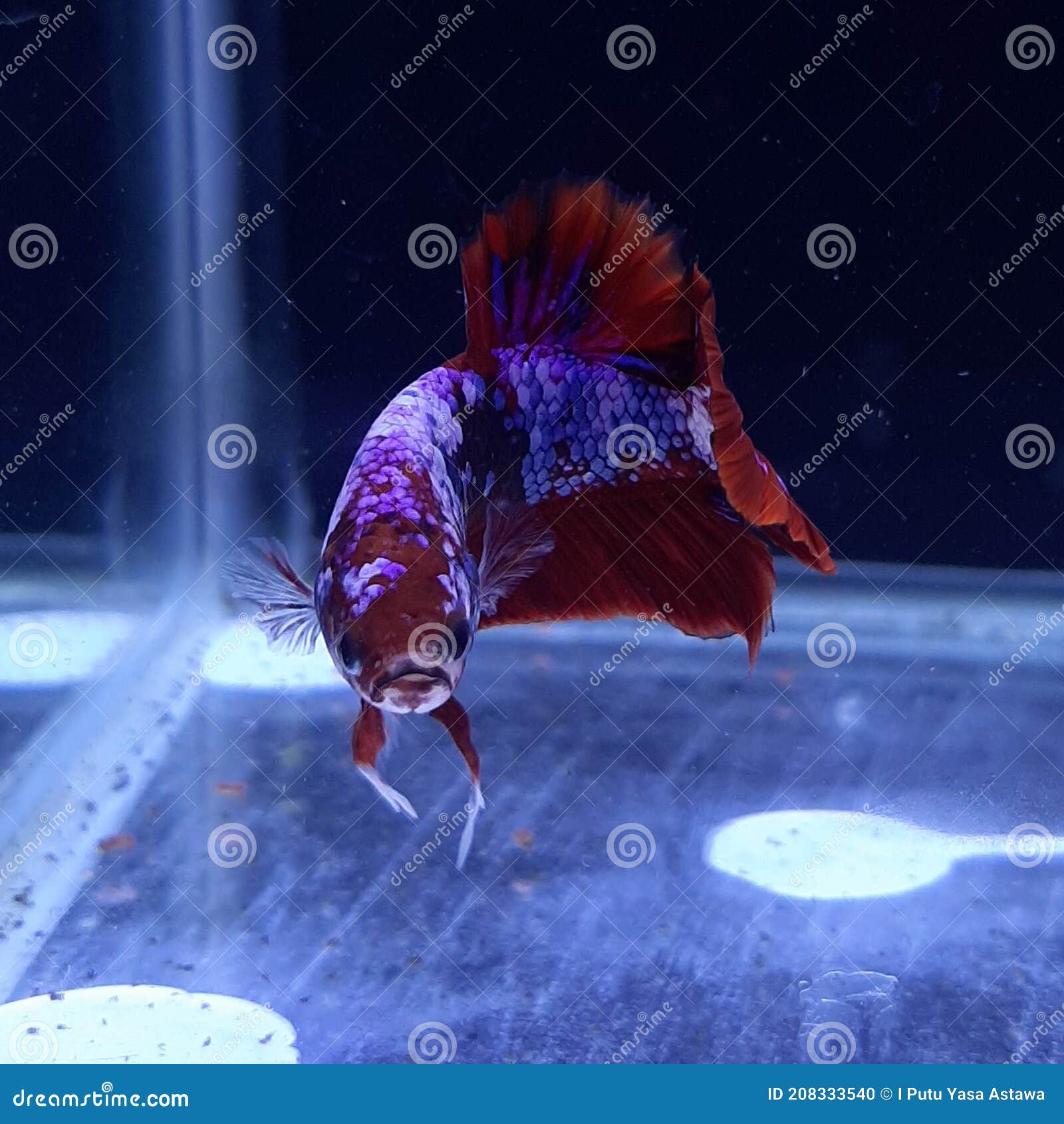 Red Koi Betta Fish Pose stock photo. Image of underwater - 208333540