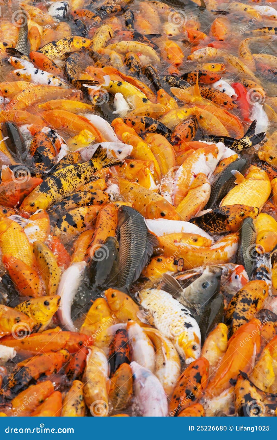 Red Koi Fish stock photo. Image of feed, fauna, fortune - 25226680