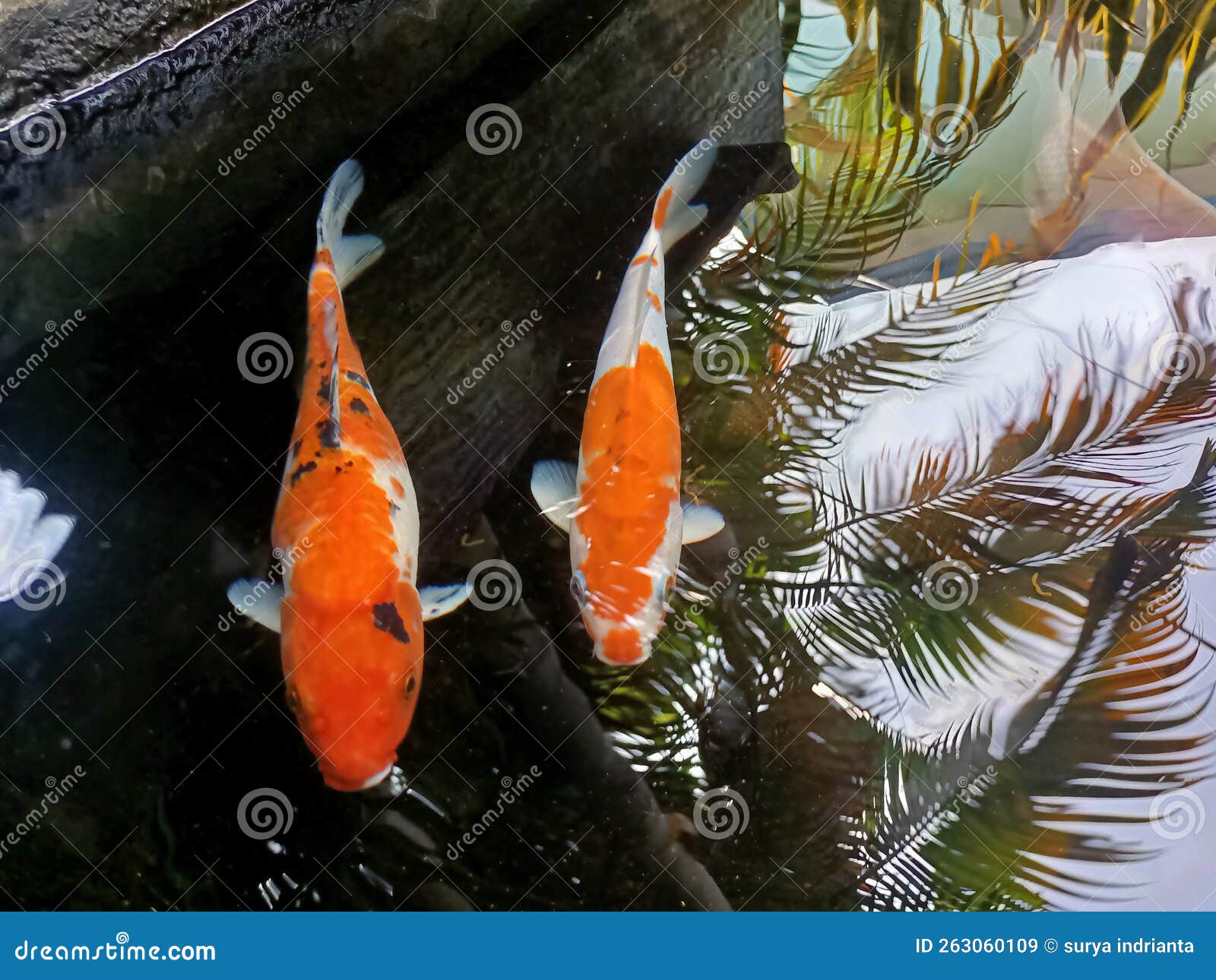 Red Koi fish fullcolour stock image. Image of nature - 263060109