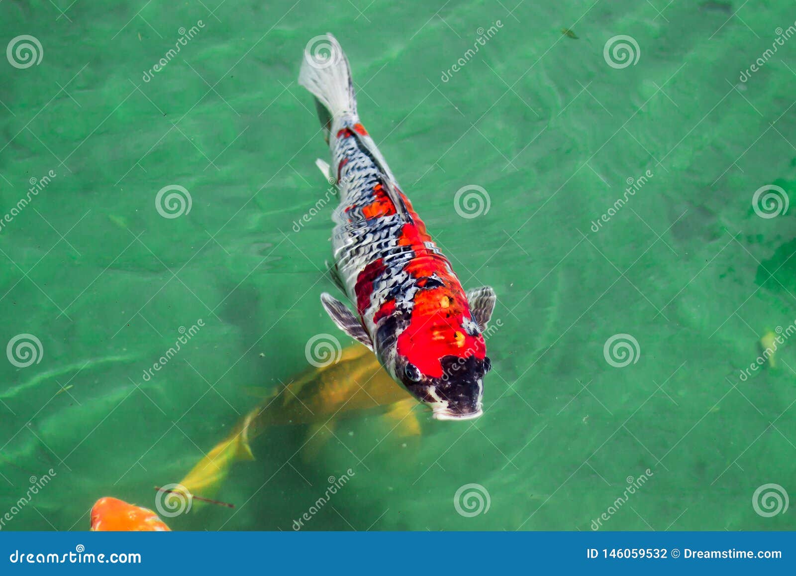 Red koi stock photo. Image of blue, water, fish, swimming - 146059532