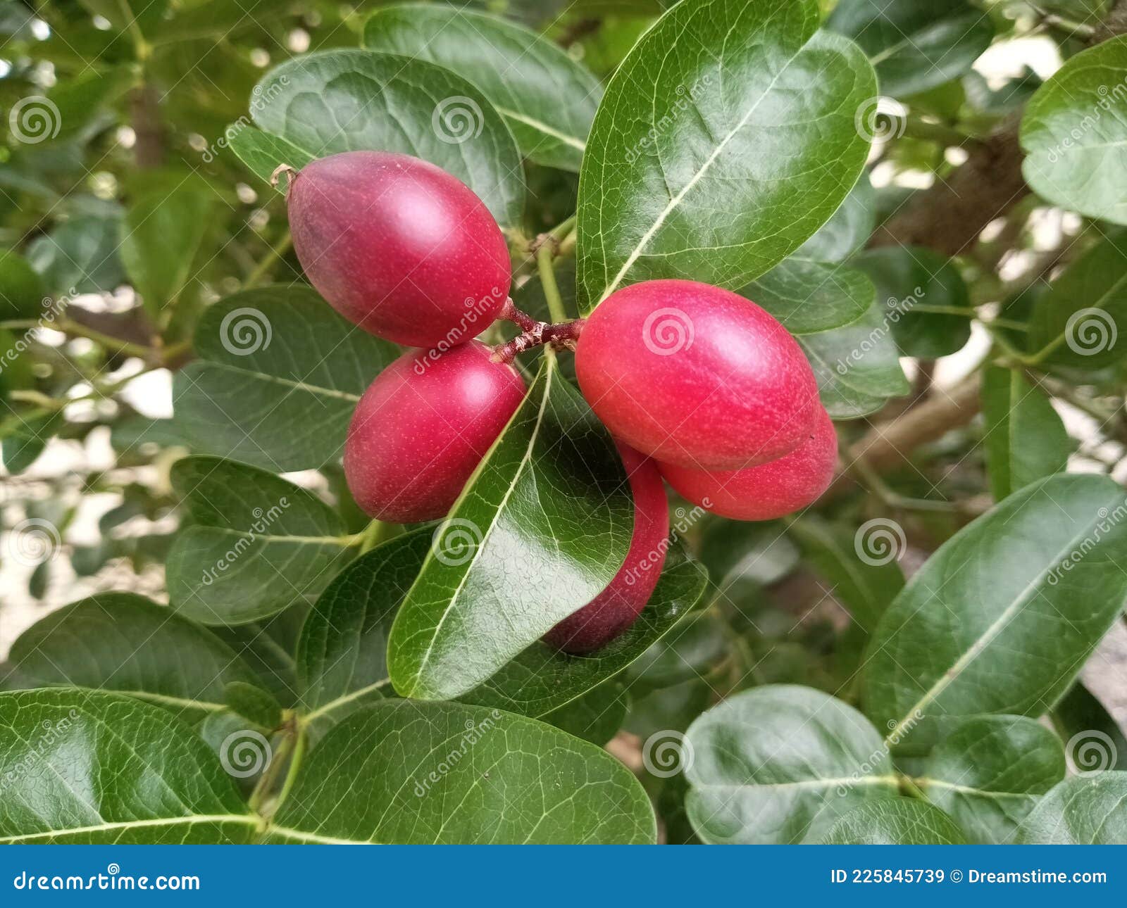 Red Koranda fruit stock image. Image of leaf, garden - 225845739