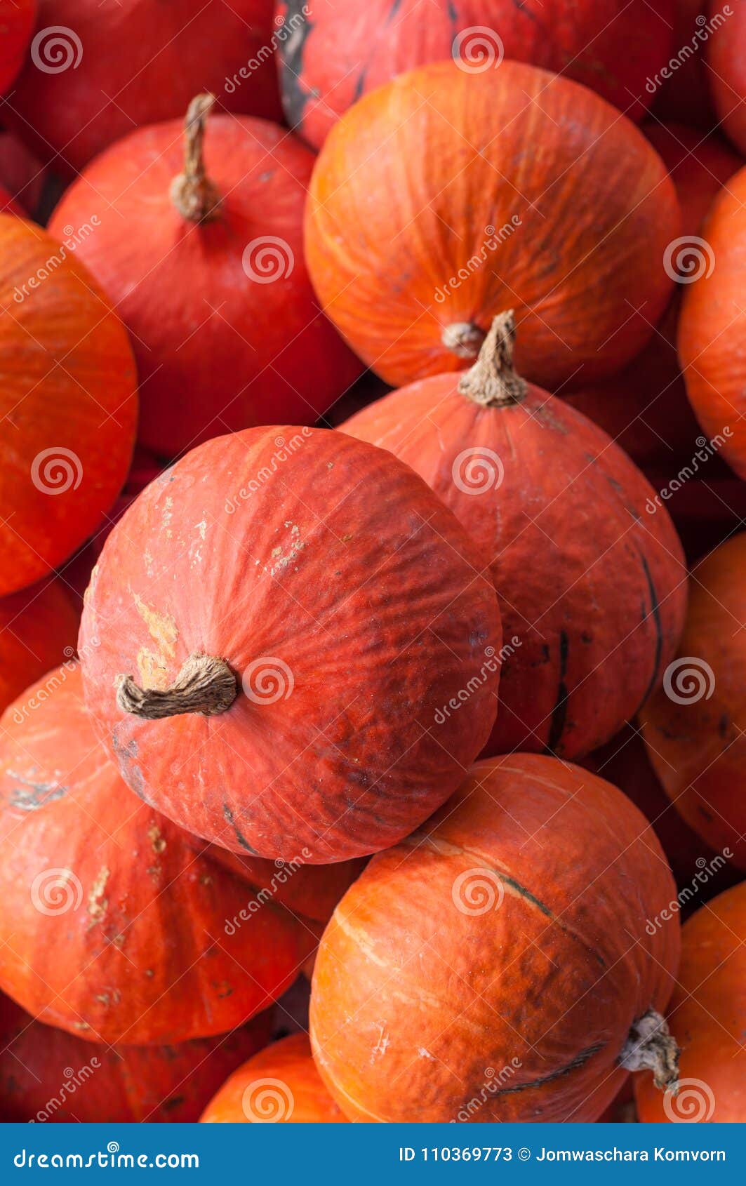 Red Kuri Hokkaido Squash Pumpkin Background Stock Image | CartoonDealer ...