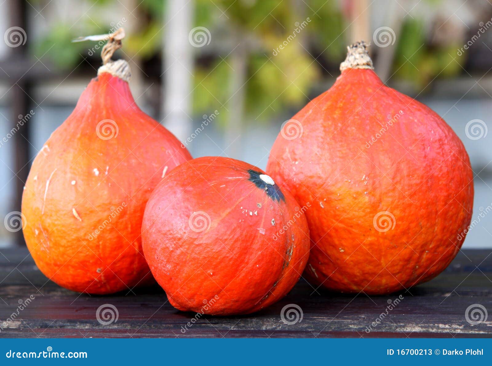 Red kuri squash stock image. Image of fruit, variety - 16700213