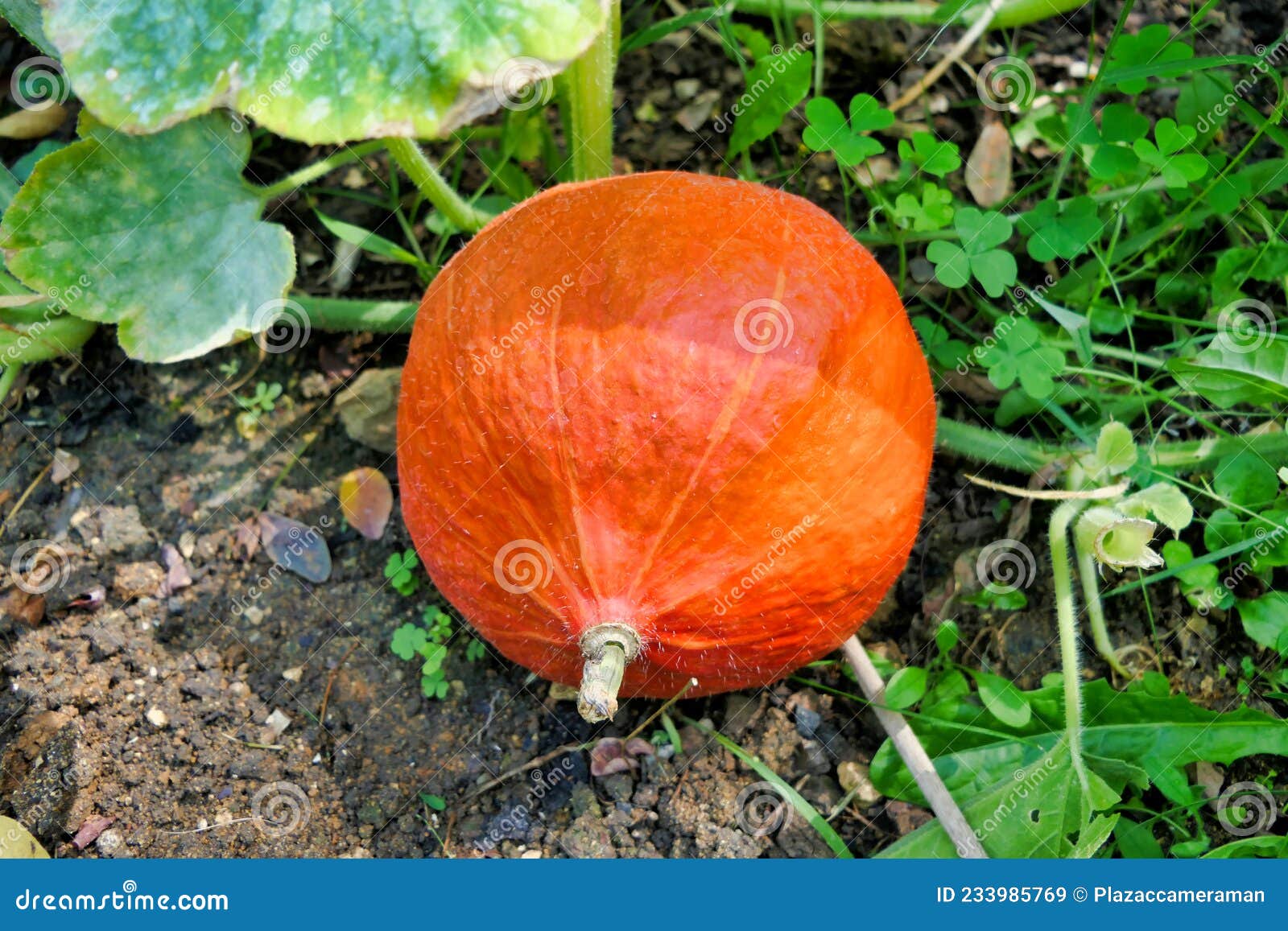 Red Kuri Squash stock image. Image of farm, garden, plant - 233985769