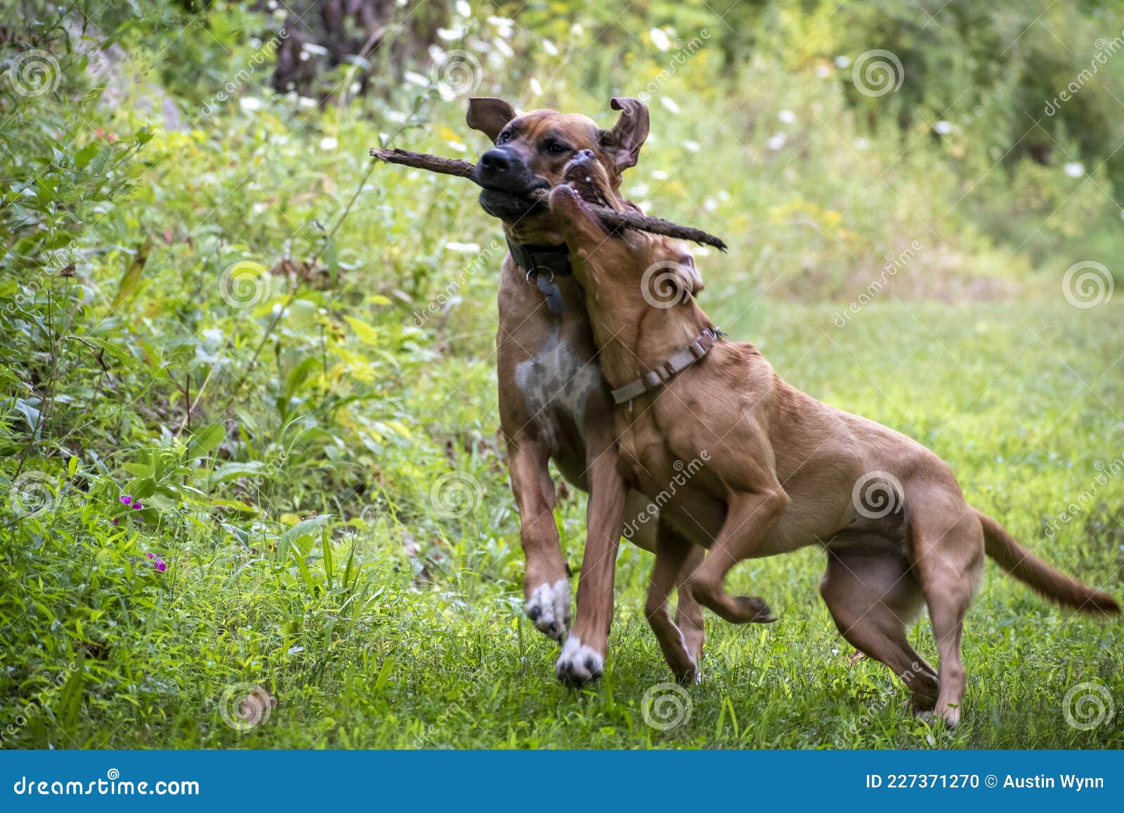 A Red Labrador Grabbing a Stick from a Rhodesian Ridgeback Stock Photo ...