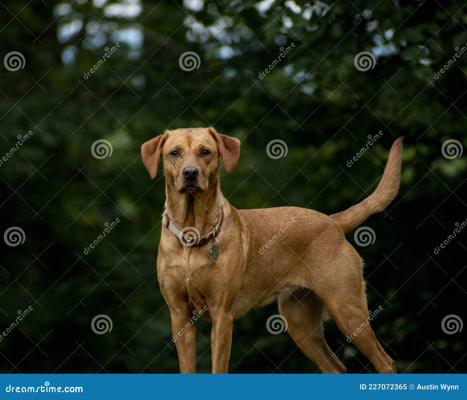 Red Labrador Standing Confidently, Tree Background Stock Image - Image ...