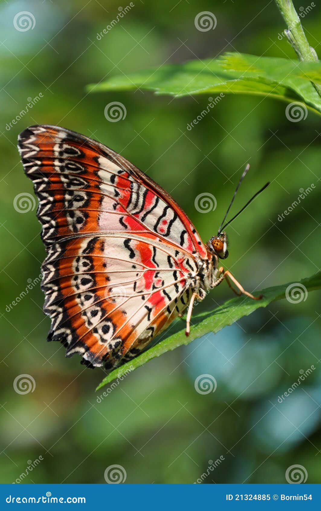 The Red Lacewing Butterfly stock image. Image of flora - 21324885