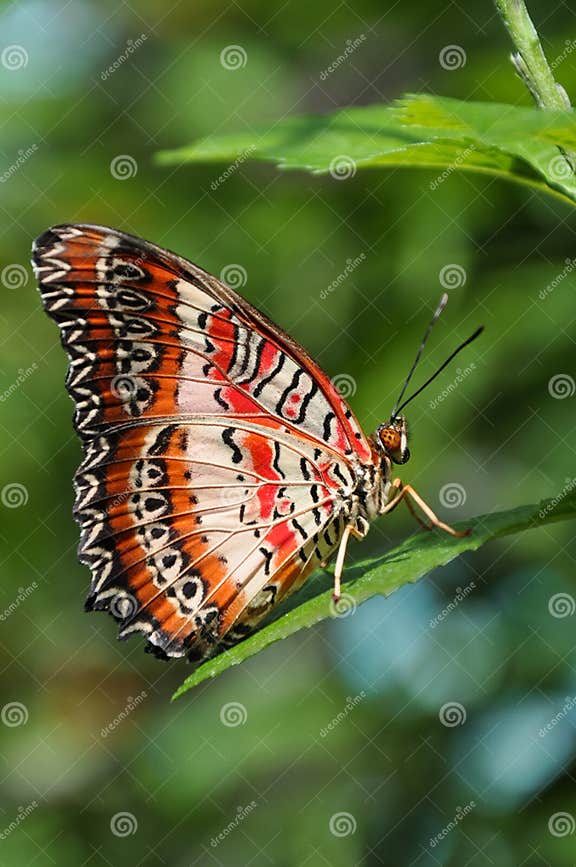 The Red Lacewing Butterfly stock image. Image of flora - 21324885
