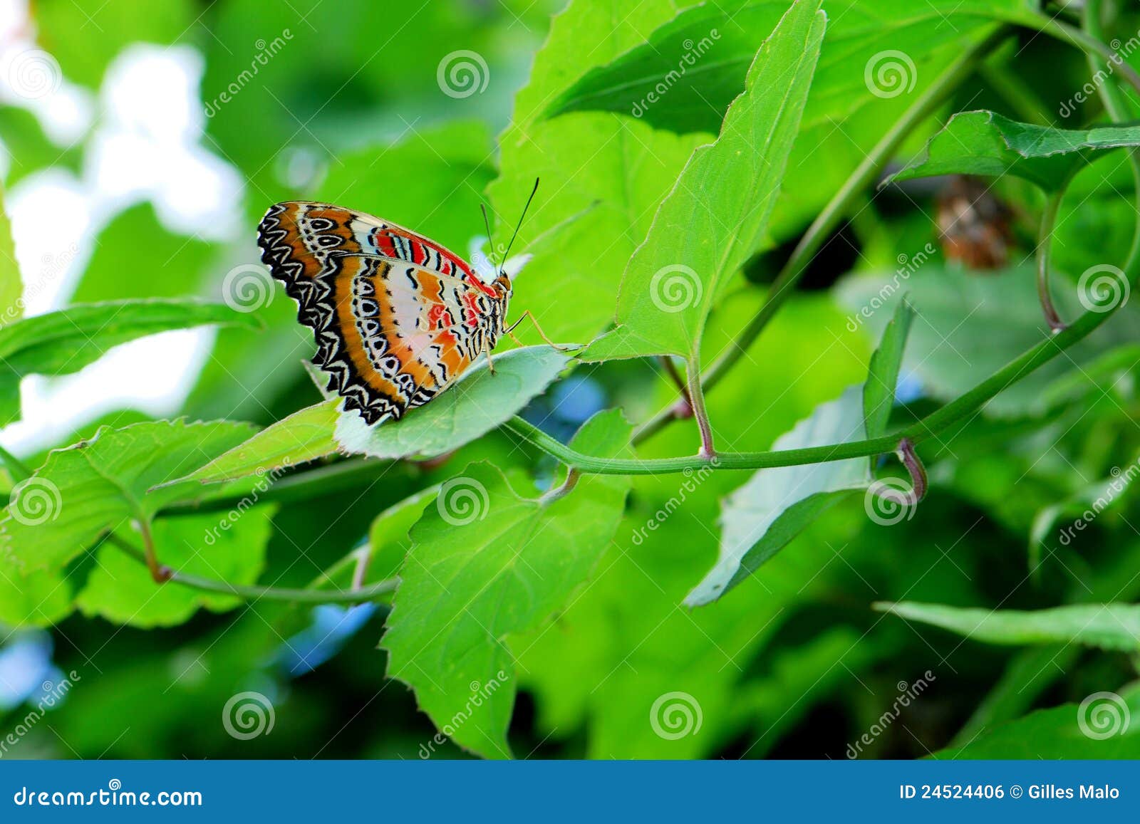 Red Lacewing Butterfly stock photo. Image of garden, insects - 24524406