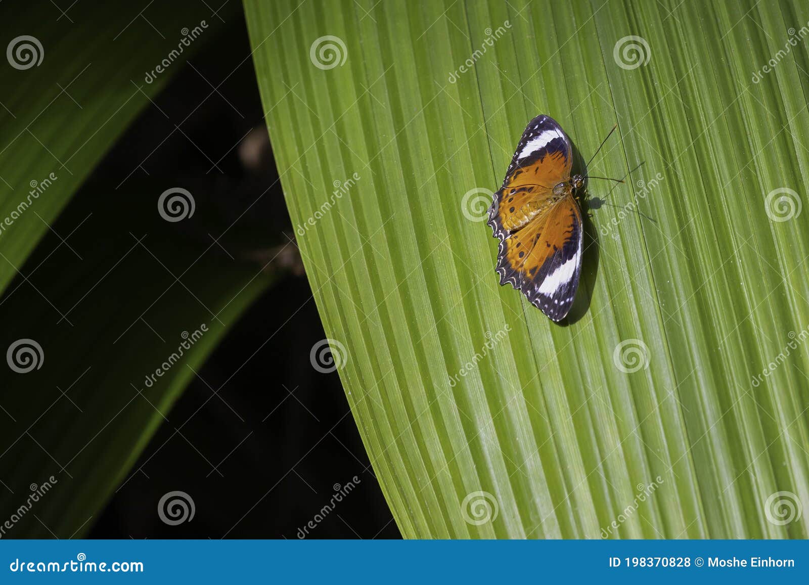 A Red Lacewing Butterfly stock photo. Image of cethosia - 198370828