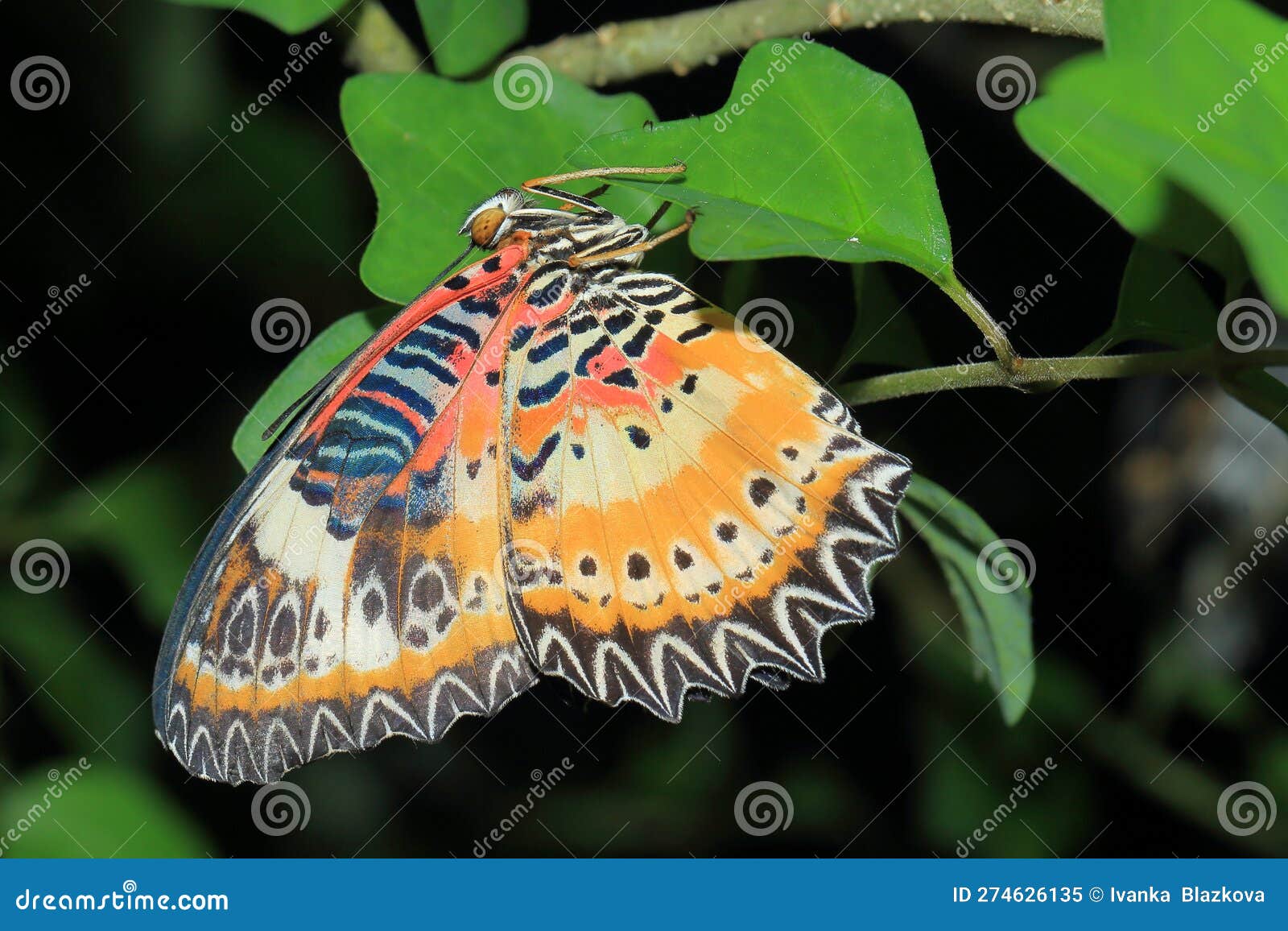 Red lacewing stock image. Image of asia, animal, biblis - 274626135