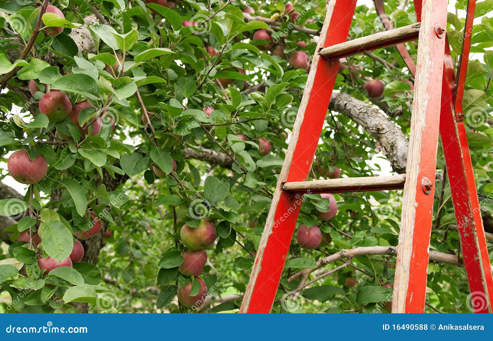 Red Ladder in Apple Orchard Stock Photo - Image of horizontal, farming ...