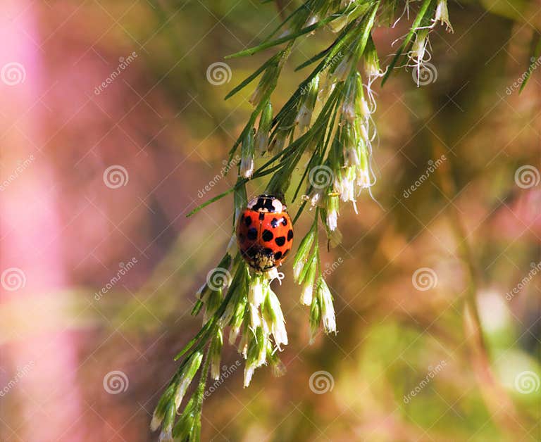 Red lady bug stock image. Image of insect, baby, background - 95589617