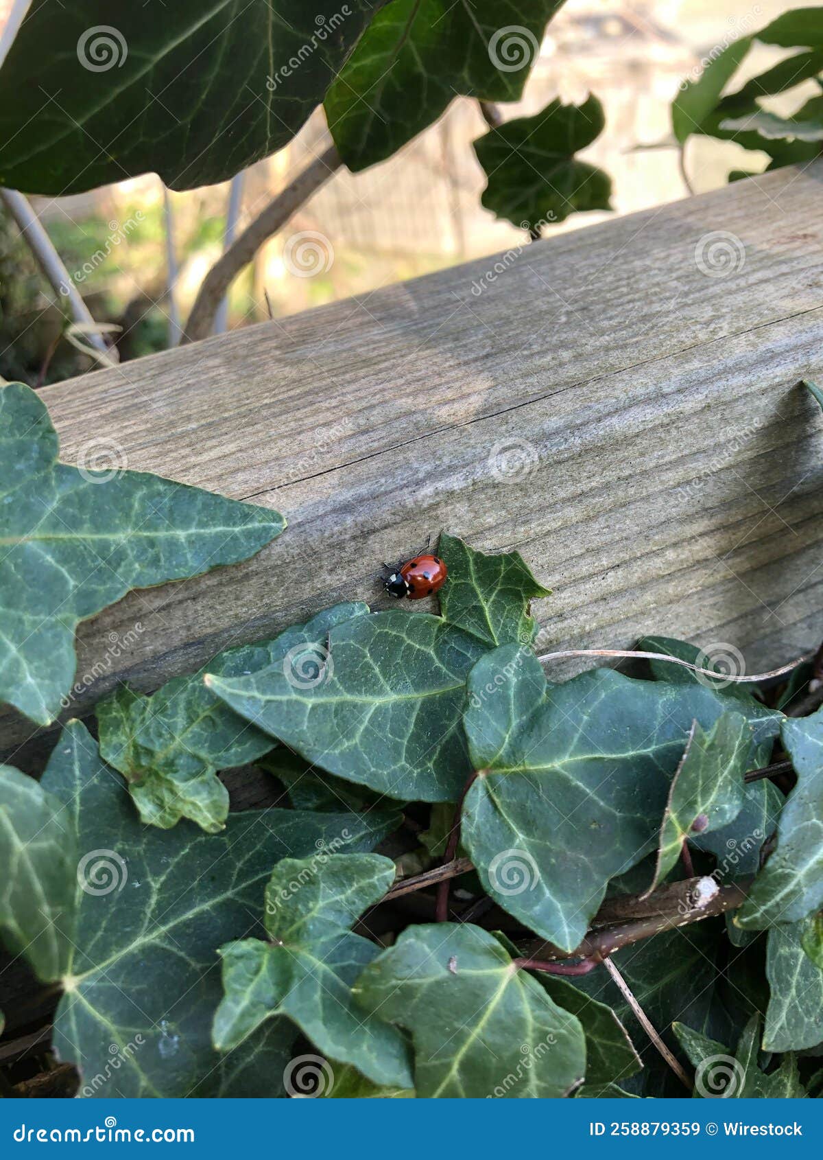 Red Lady Bug Crawling on a Wooden Fence Stock Image - Image of natural ...