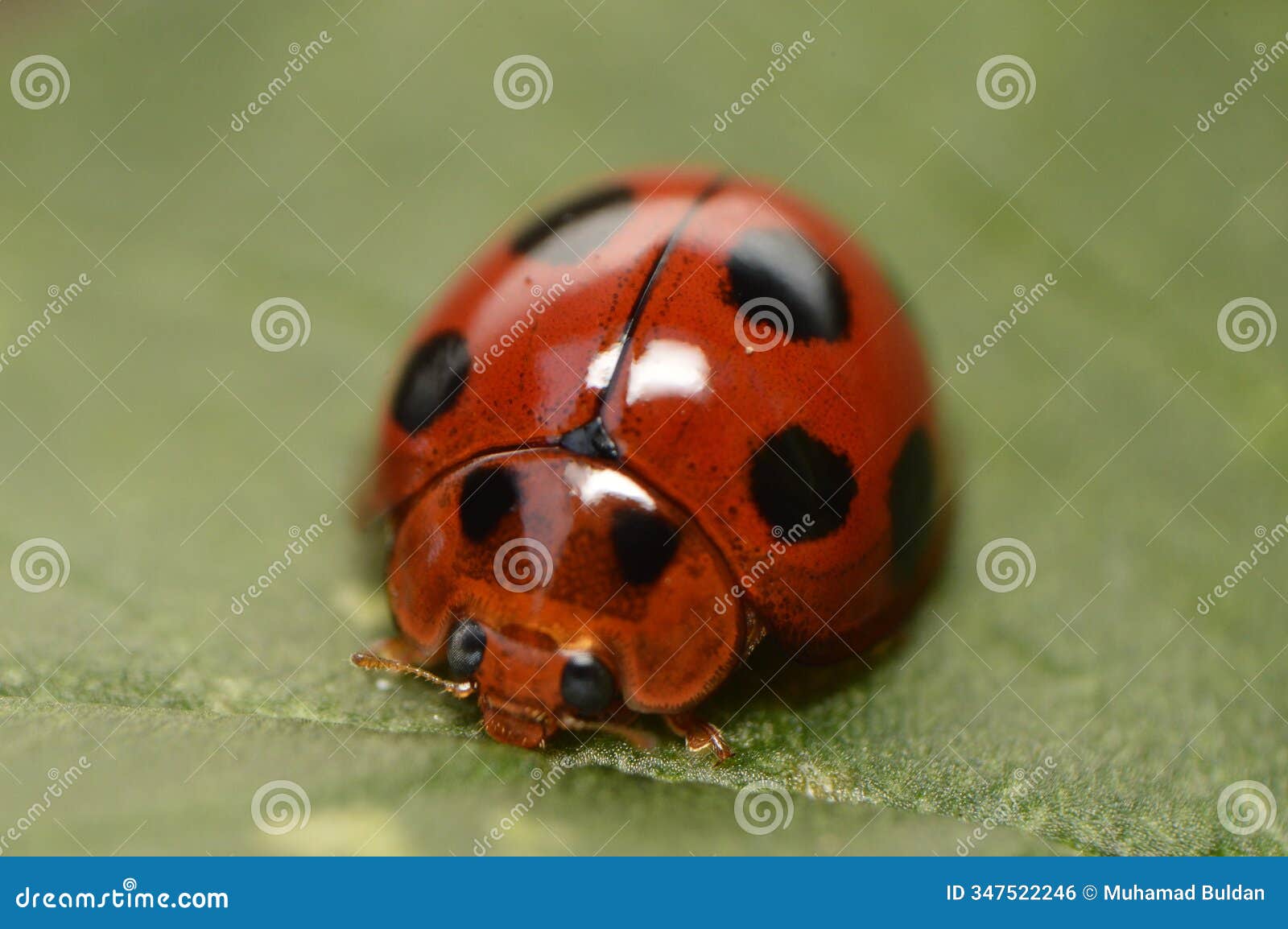 Red Lady Bug on the Green Leave Stock Photo - Image of leave, lady ...