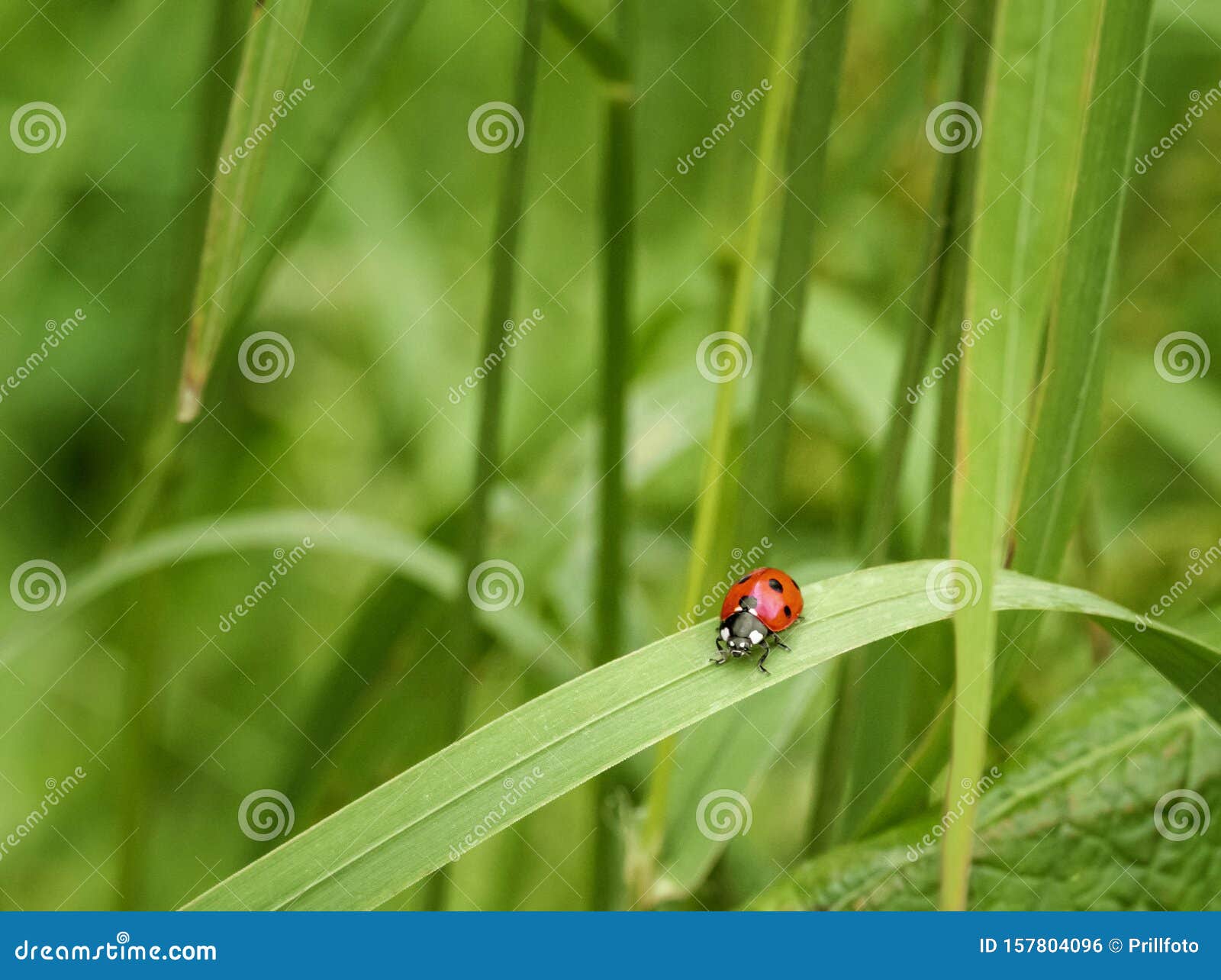 Red lady bug stock photo. Image of ladybird, outdoor - 157804096