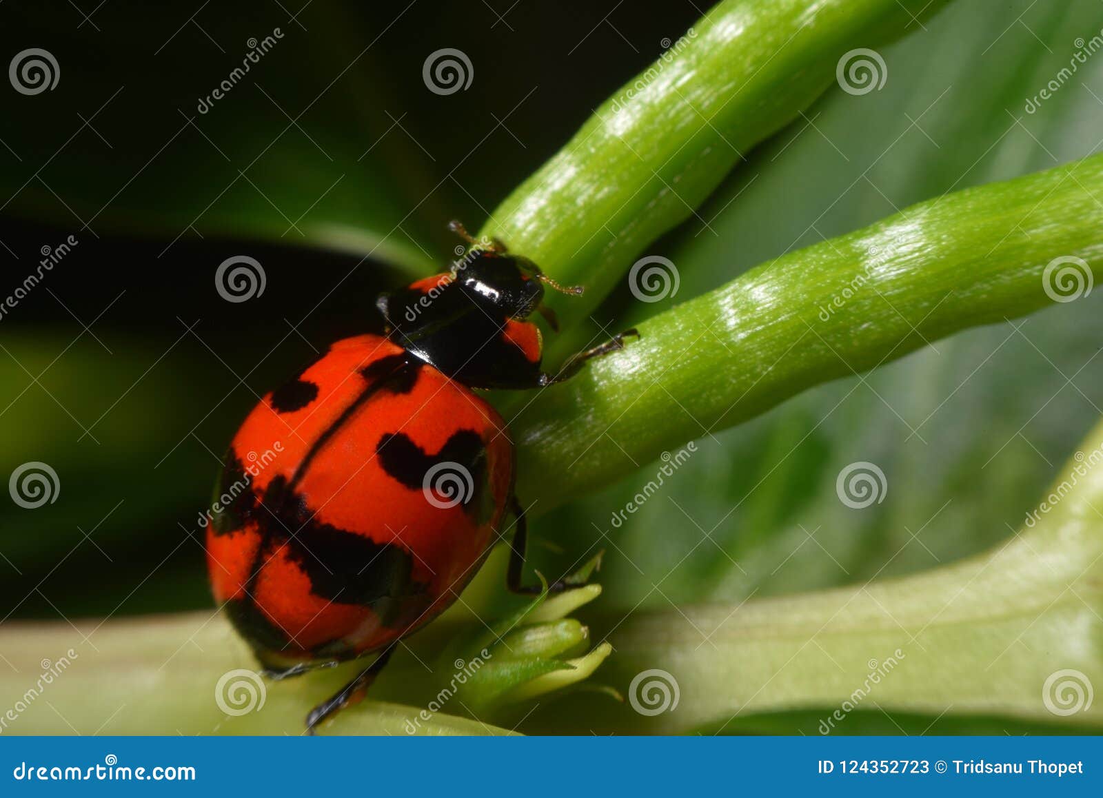 Red lady bug stock image. Image of beautiful, alone - 124352723