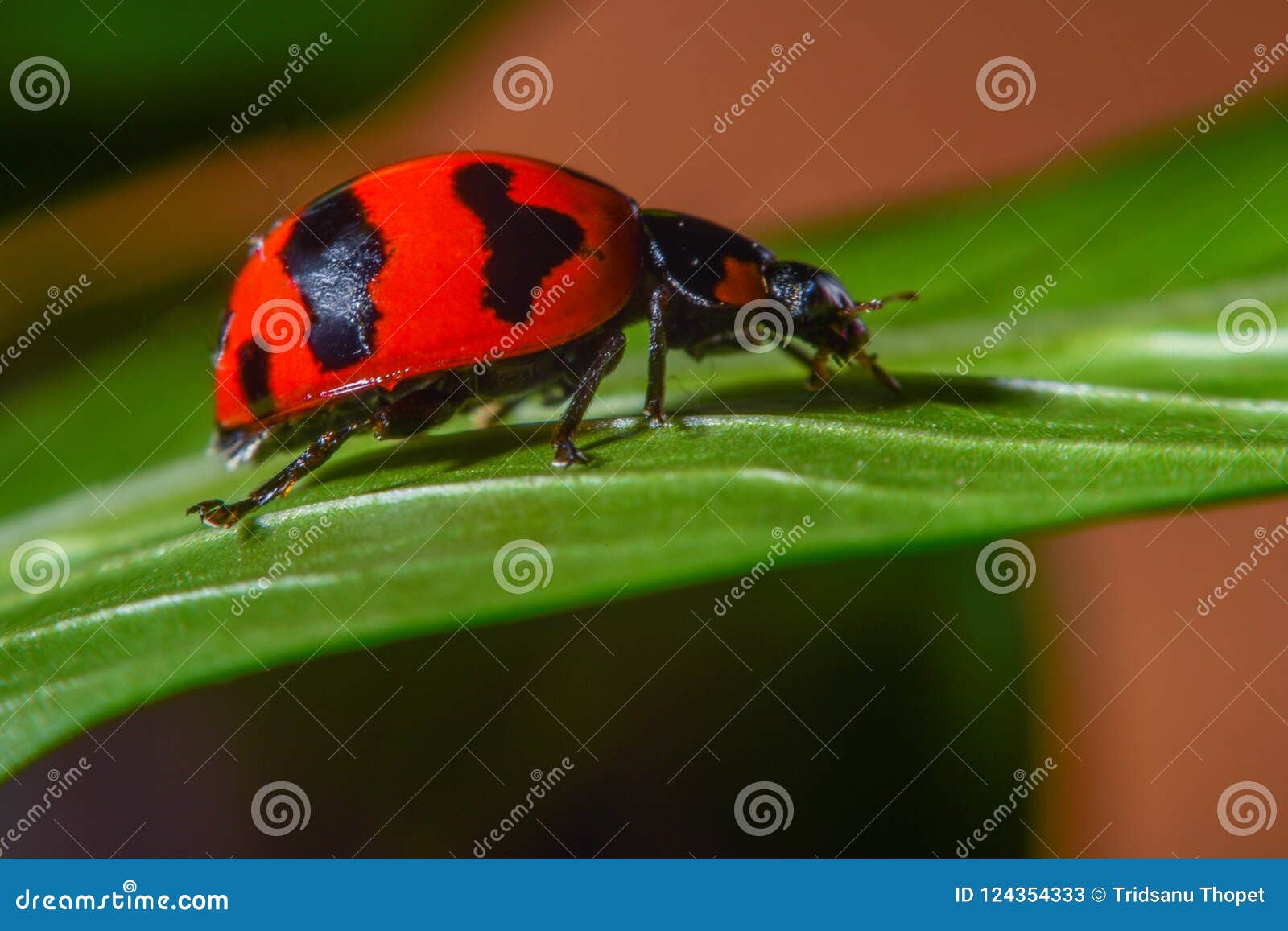 Red lady bug stock image. Image of leaf, field, detail - 124354333