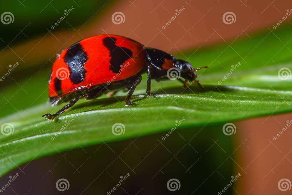Red lady bug stock image. Image of leaf, field, detail - 124354333