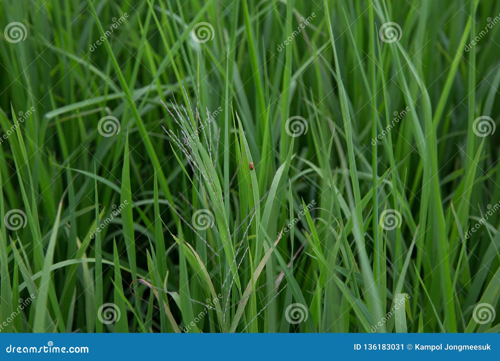 Red Lady Bug on Rice and they are Breed Together Focus Selective Stock ...