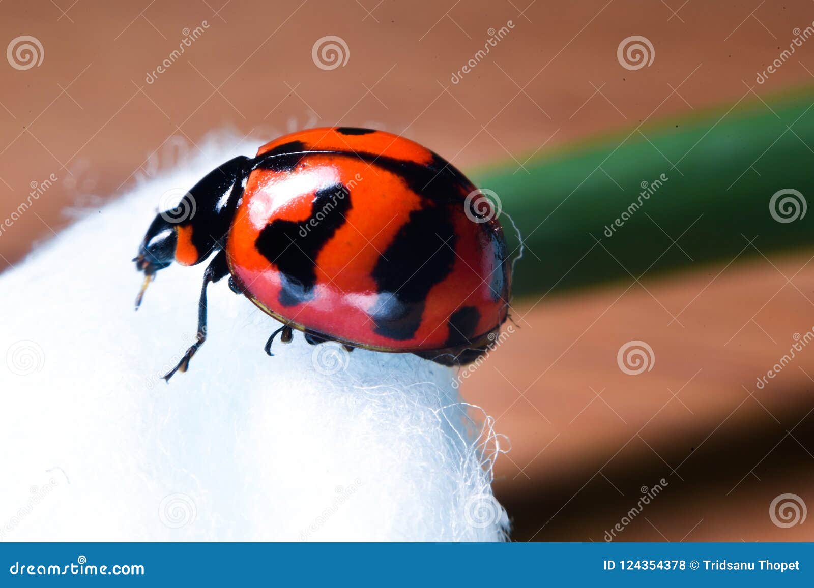 Red lady bug stock photo. Image of isolated, lawn, freedom - 124354378