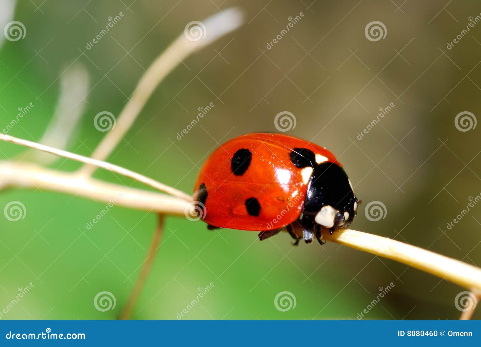 Red ladybird stock photo. Image of circle, curve, color - 8080460