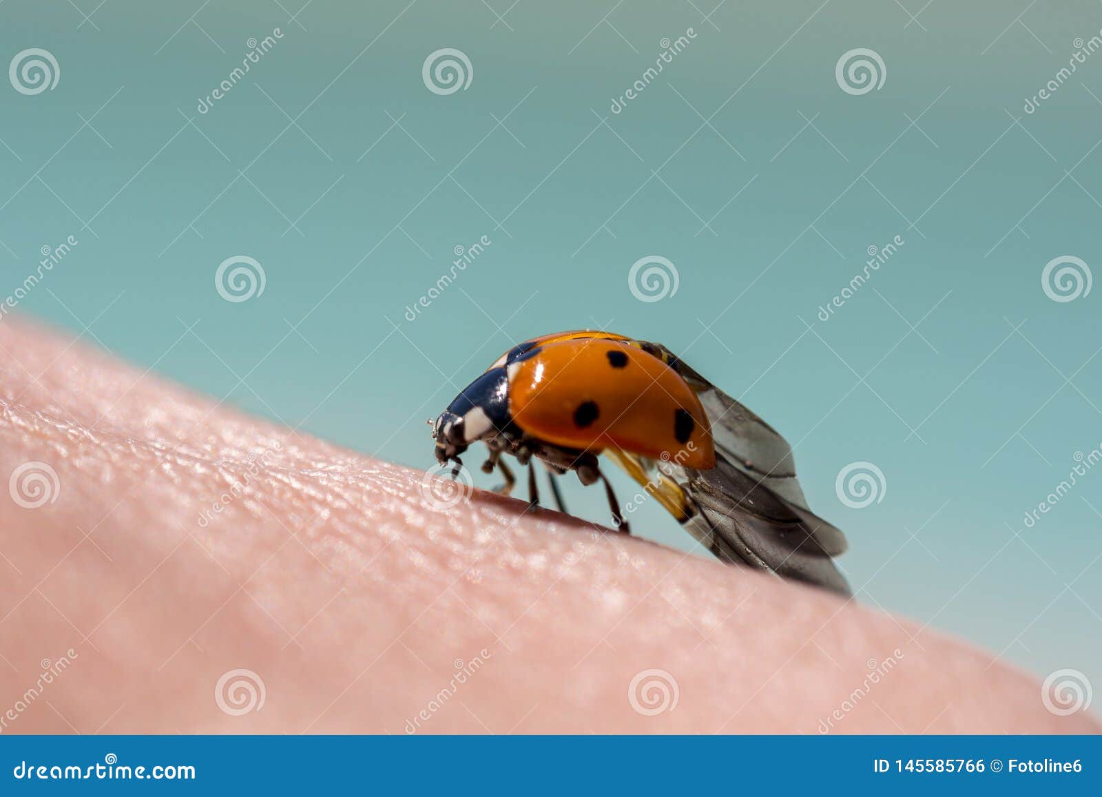 Ladybug on finger stock photo. Image of insect, bright - 145585766