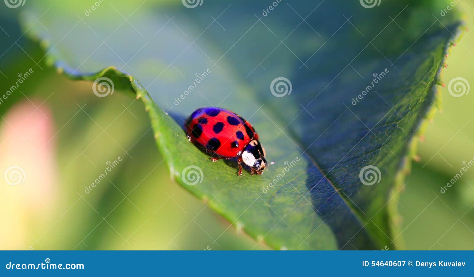 Red ladybird stock image. Image of beautiful, blade, meadow - 54640607