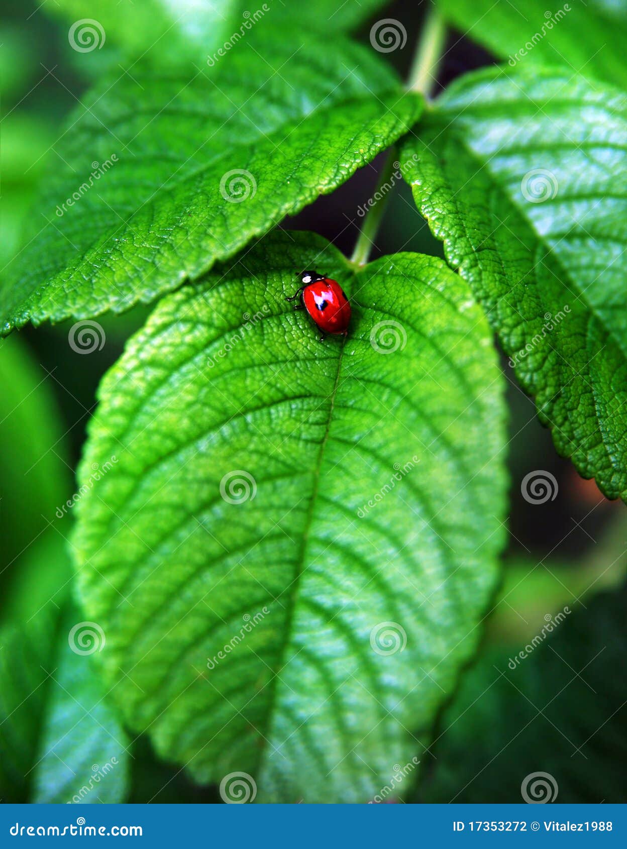 Red ladybird on a leaf stock photo. Image of green, ladybird - 17353272