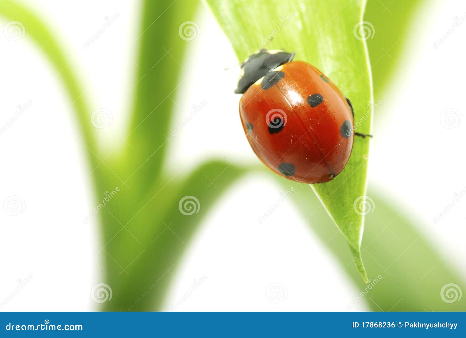 Red ladybug stock photo. Image of growth, herbal, nature - 17868236