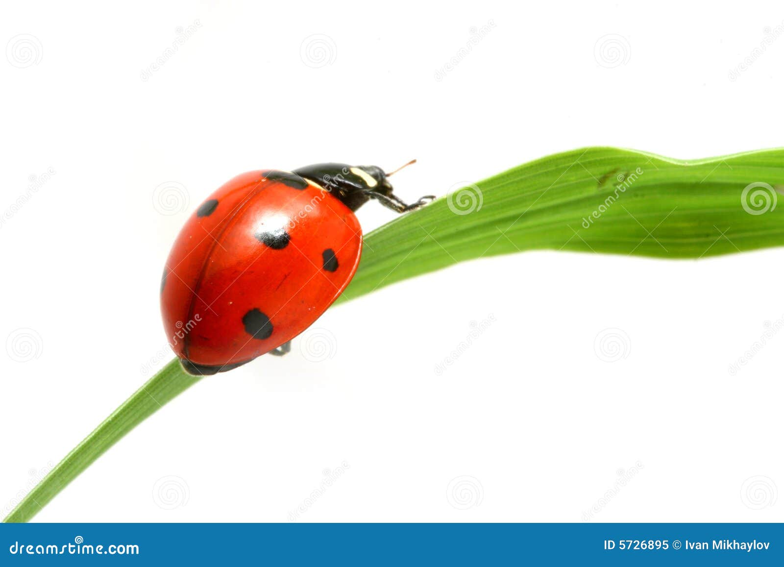 Red ladybug stock image. Image of nature, garden, biology - 5726895