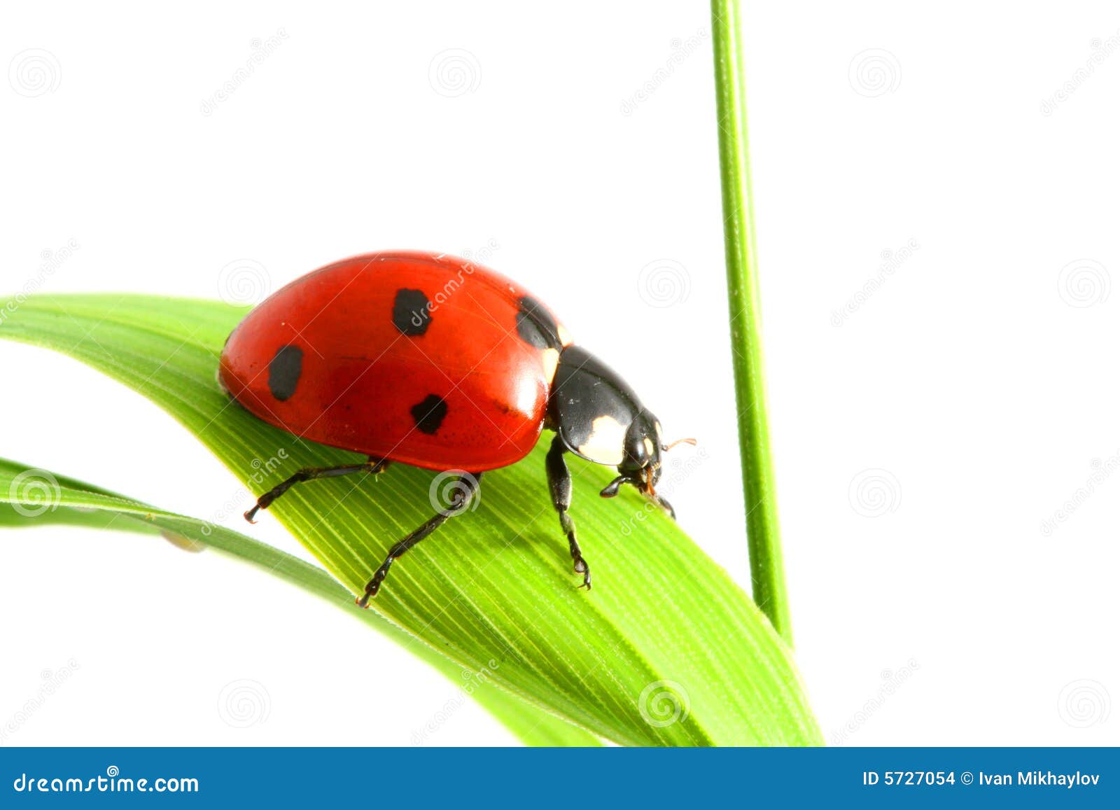 Red ladybug stock photo. Image of nature, beauty, macro - 5727054