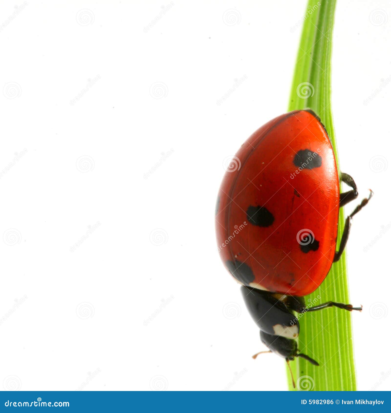 Red ladybug stock photo. Image of herbal, insect, antenna - 5982986