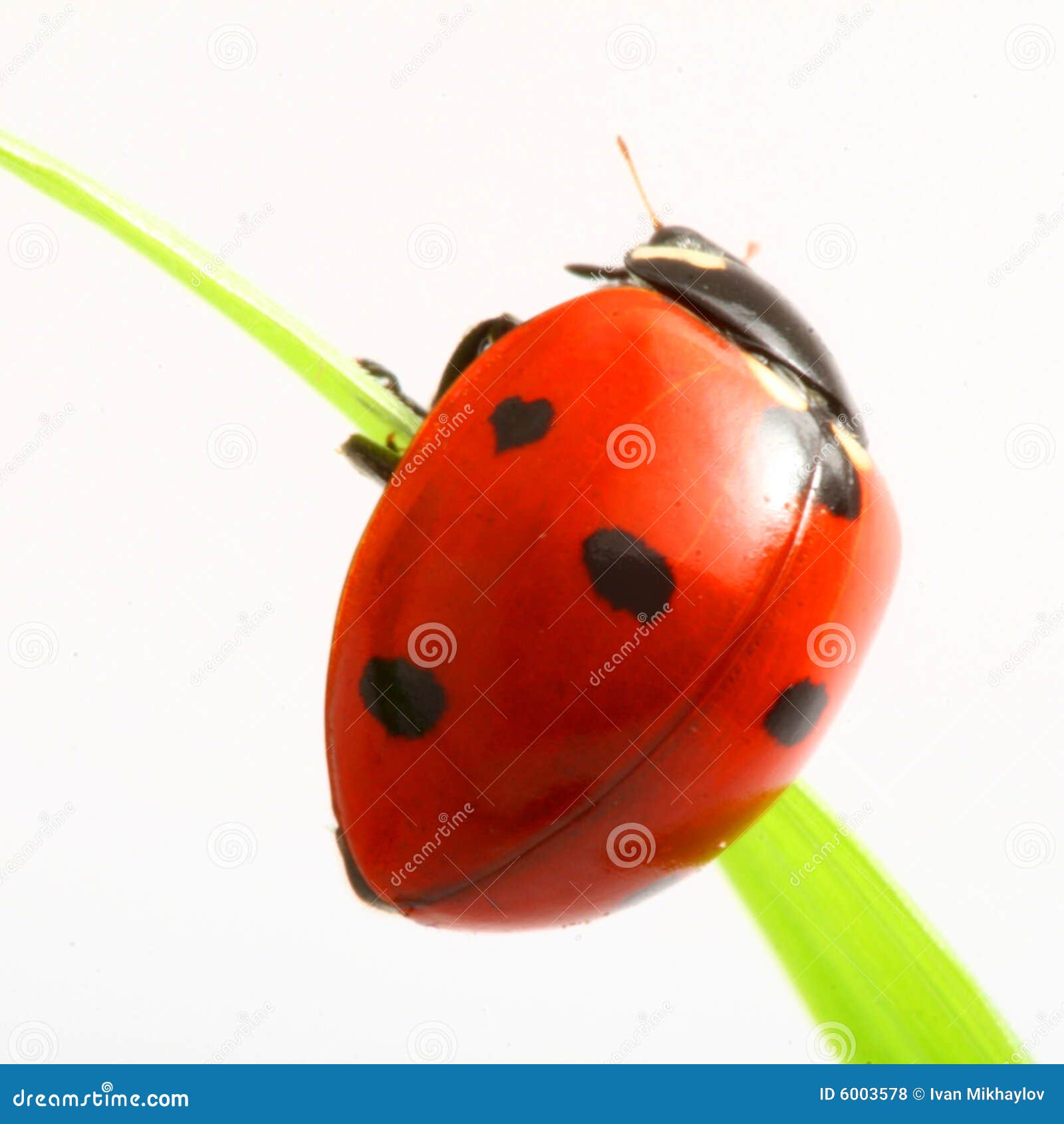 Red ladybug stock photo. Image of fresh, macro, natural - 6003578