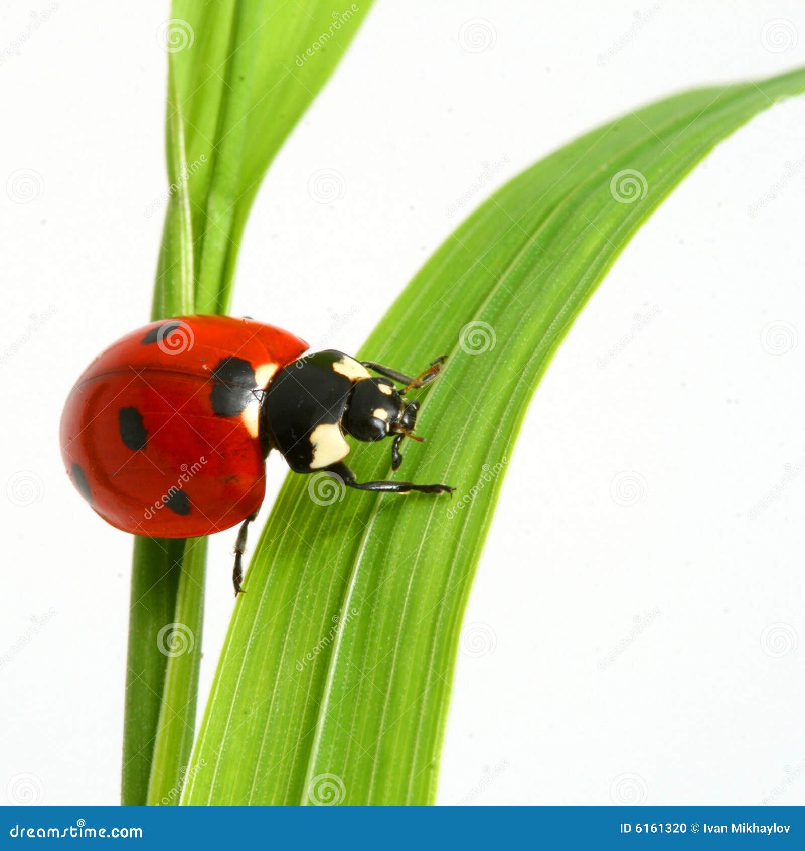Red ladybug stock photo. Image of blade, beetle, ladybug - 6161320