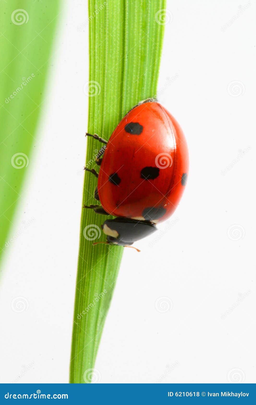 Red ladybug stock photo. Image of botany, insect, fresh - 6210618