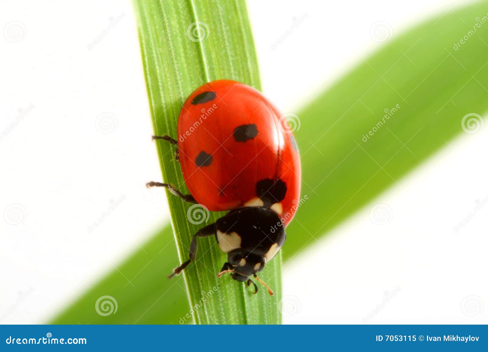 Red ladybug stock image. Image of ladybug, concept, background - 7053115