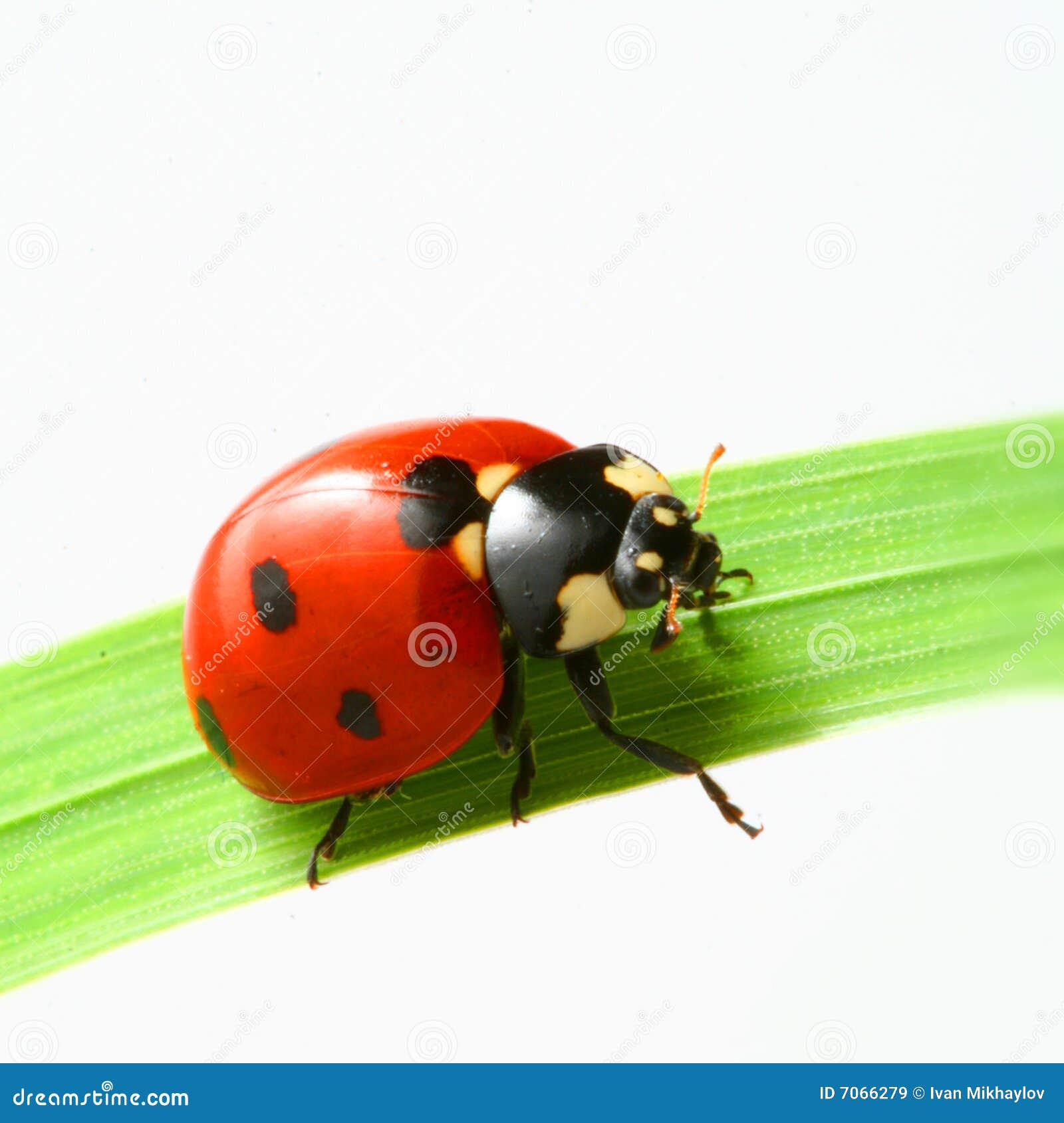 Red ladybug stock image. Image of beautiful, garden, background - 7066279