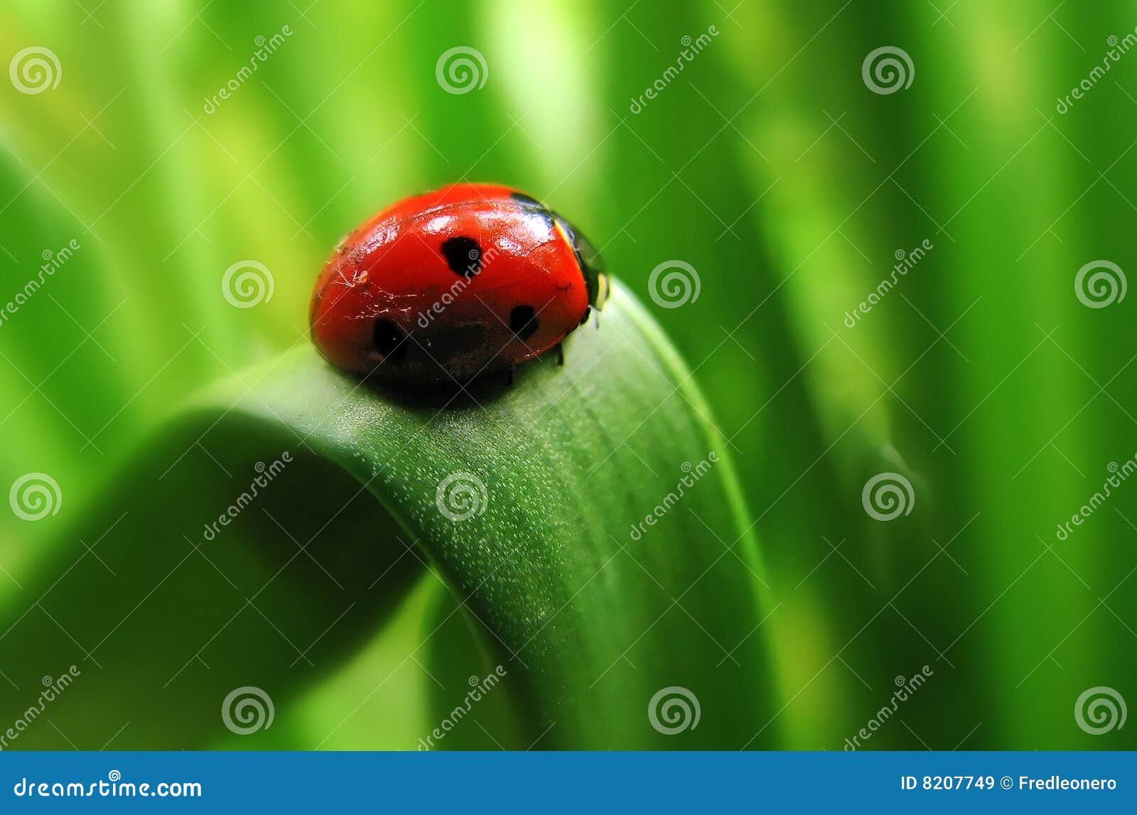 Red ladybug stock image. Image of biology, summer, green - 8207749