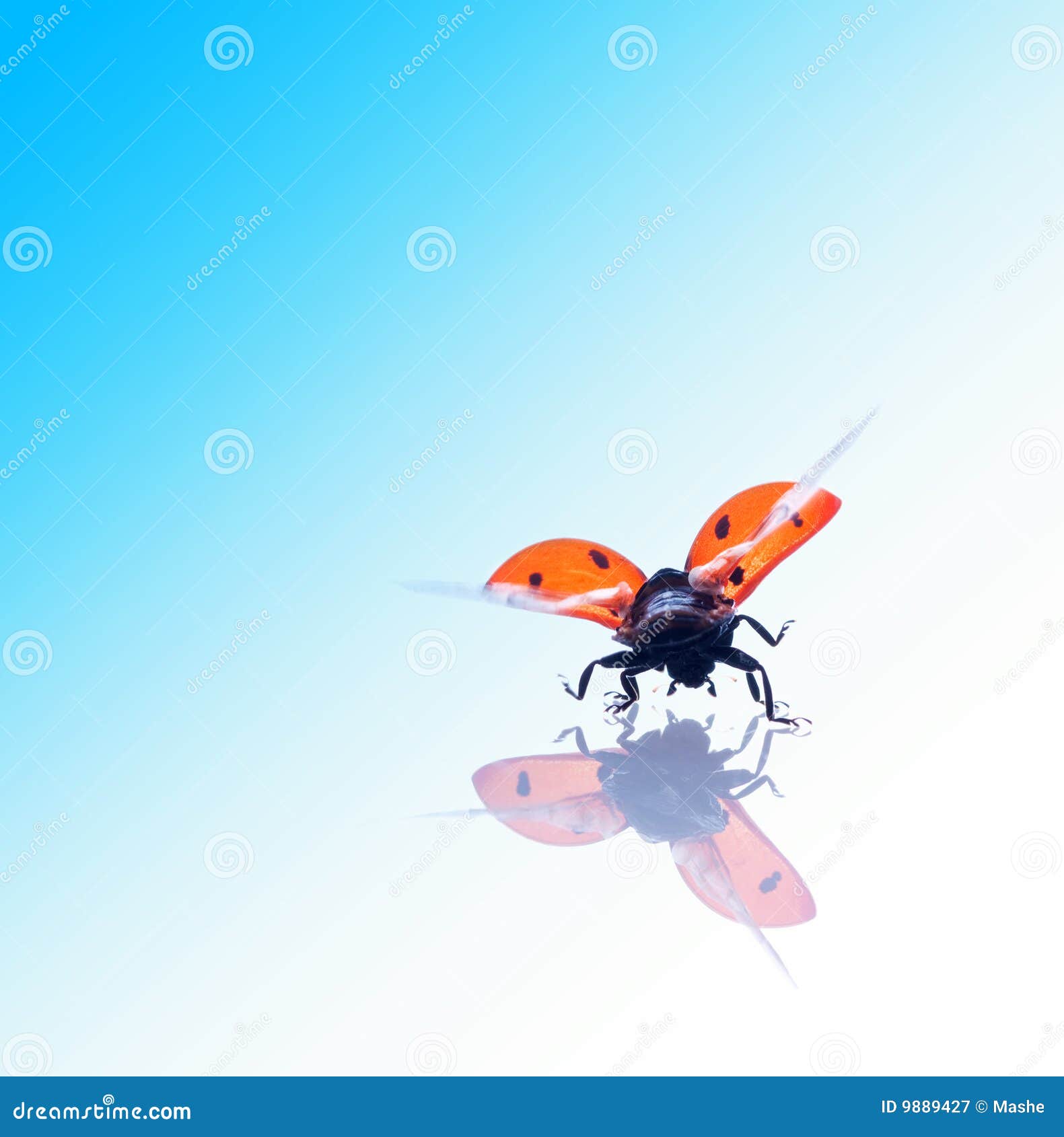 Red ladybug. stock image. Image of closeup, environmental - 9889427