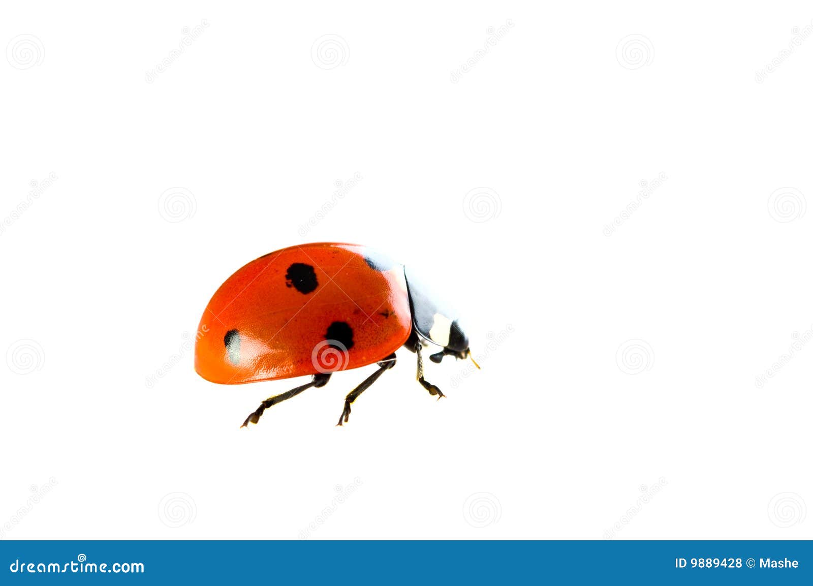 Red ladybug. stock photo. Image of crawl, protecting, orange - 9889428