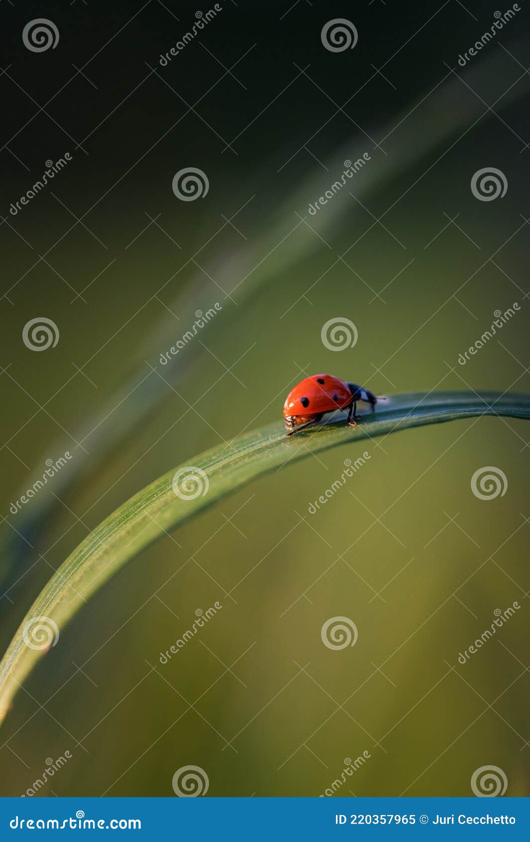 Ladybug Above On Green Leaves Background Stock Photography ...