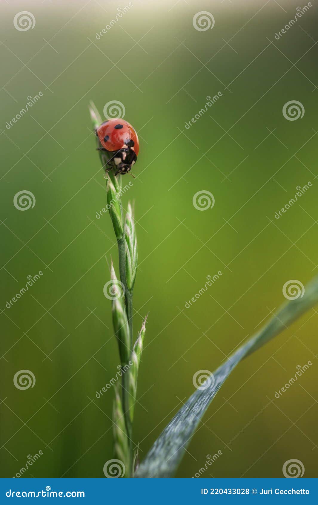 Ladybug Above On Green Leaves Background Stock Photography ...